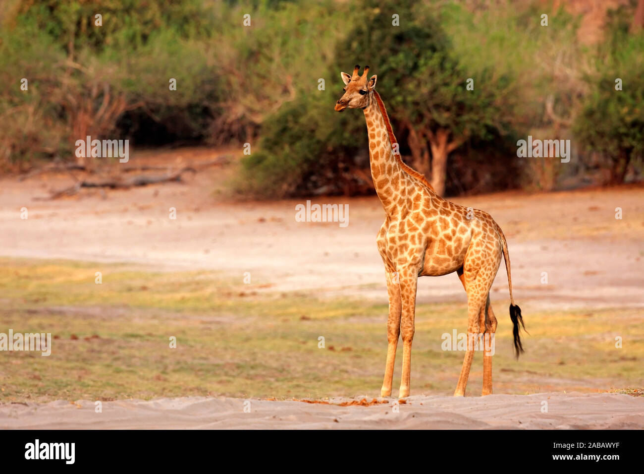 Giraffe / seitlich Stock Photo - Alamy
