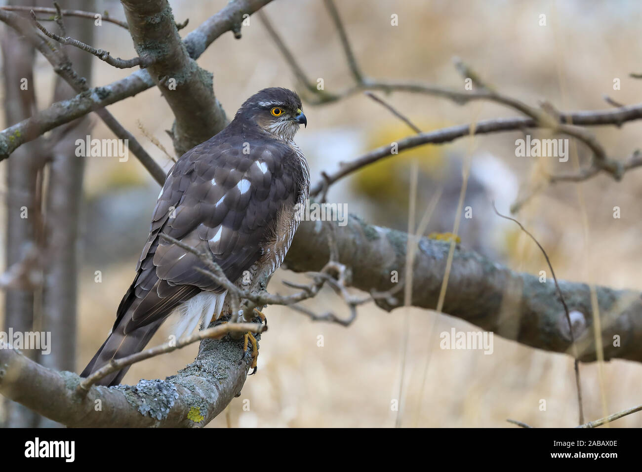 Sparrow hawk tree hi-res stock photography and images - Alamy