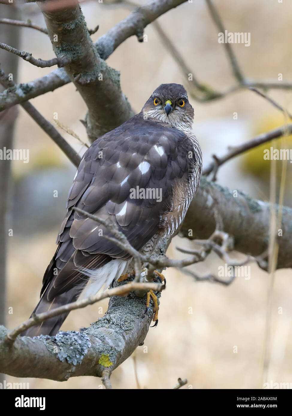 Sparrow hawk tree hi-res stock photography and images - Alamy