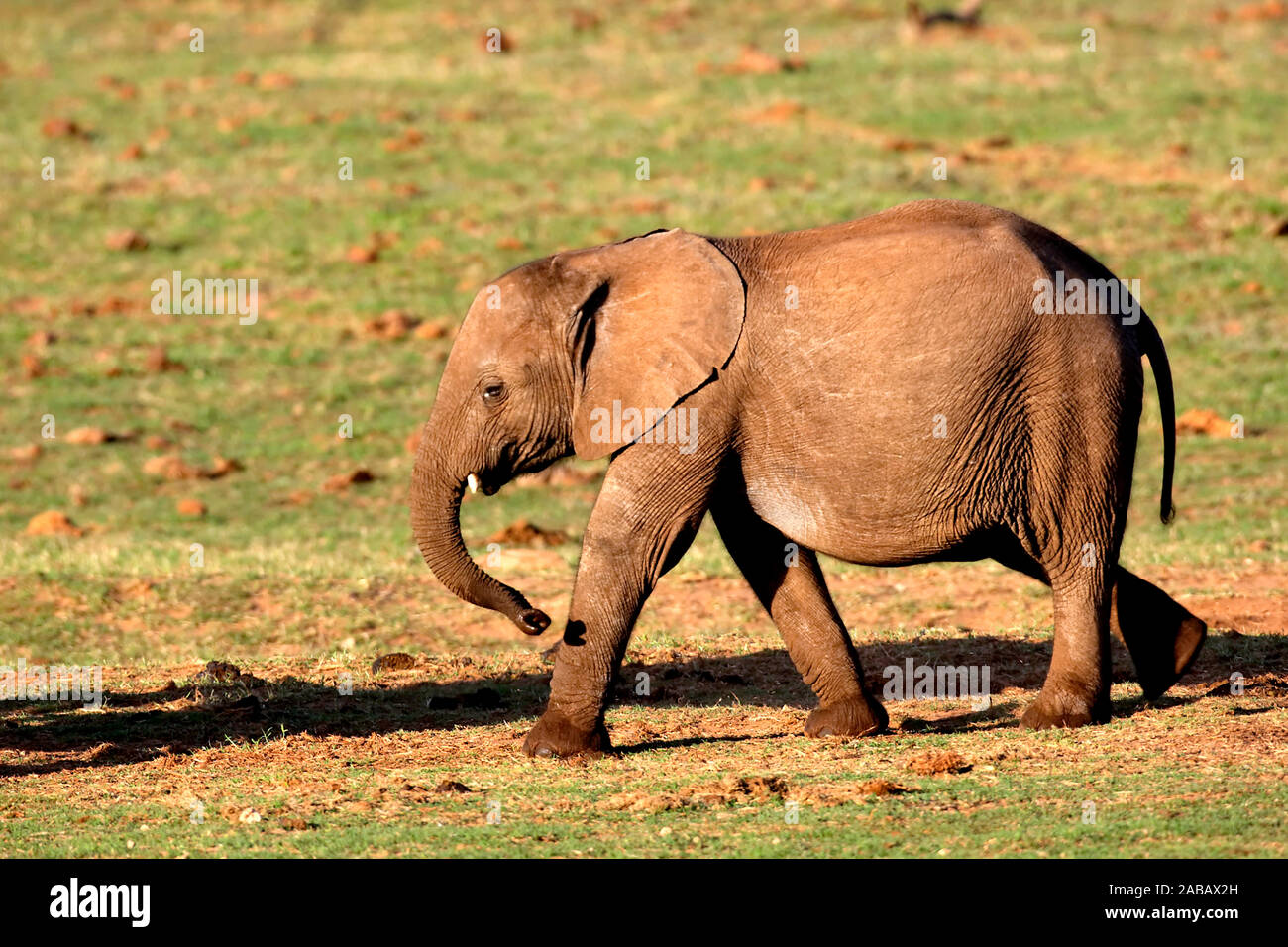 Baby elefant junger elefant hi-res stock photography and images - Alamy