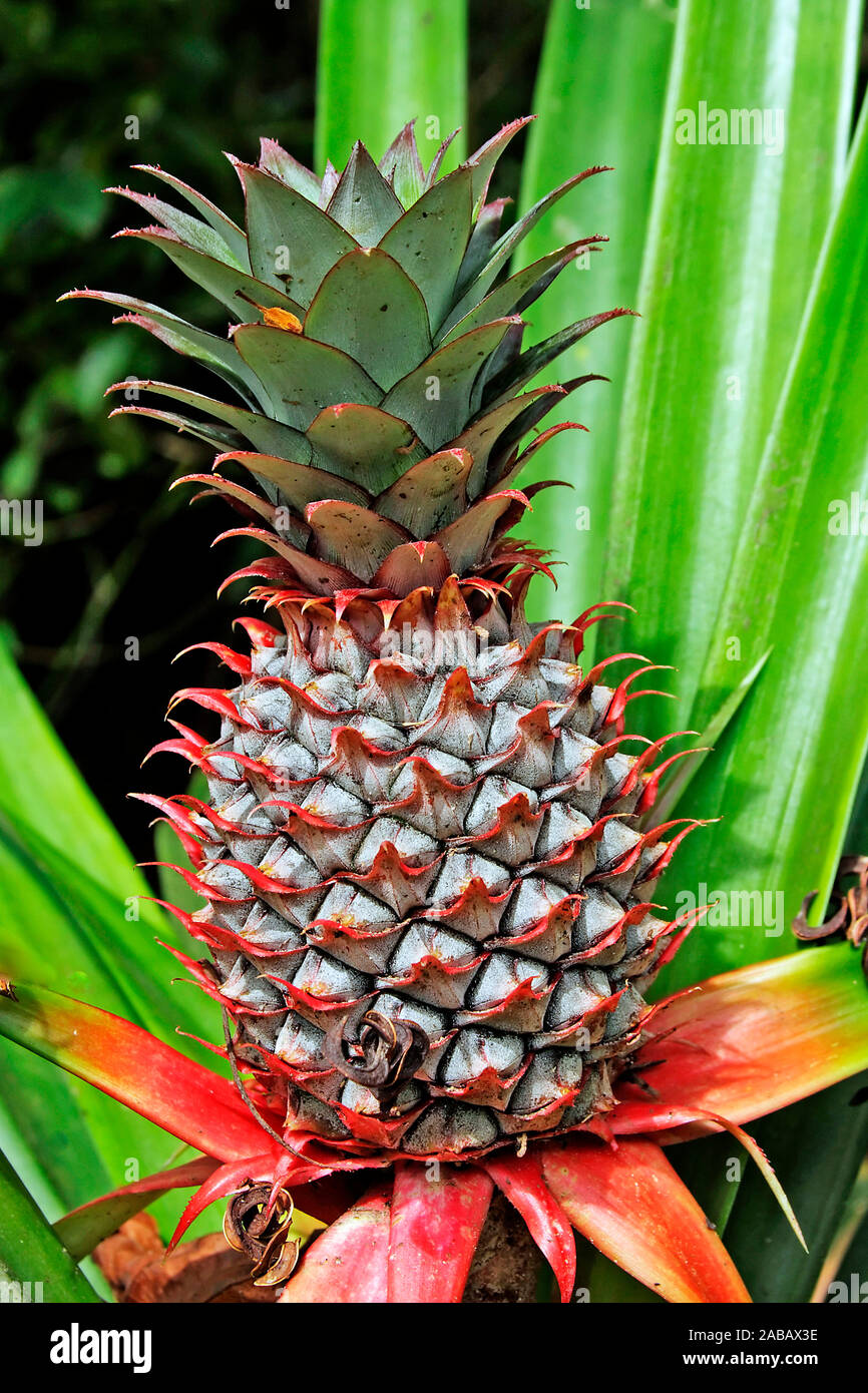 Pineapple flower ananas comosus hi-res stock photography and images - Alamy