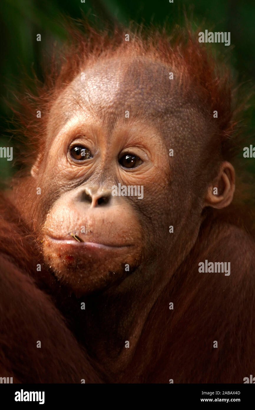 Junger affe hi-res stock photography and images - Alamy