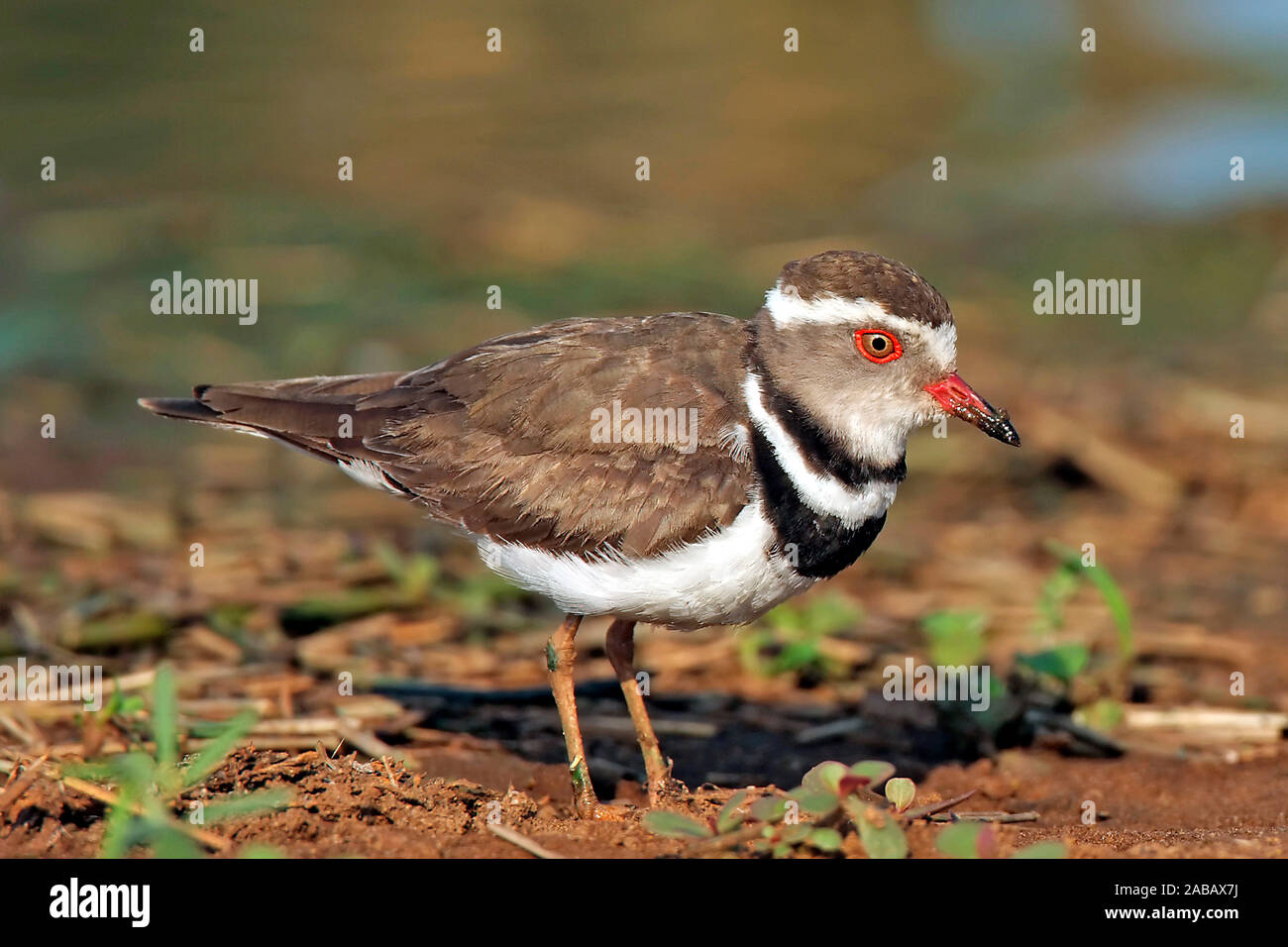 Three-banded Plover, South Africa Stock Photo - Alamy