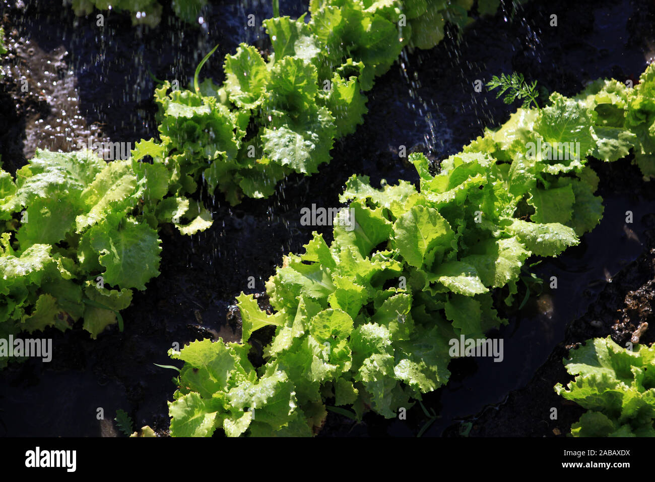 organic food, salad grows on a garden and pours down a rain Stock Photo ...
