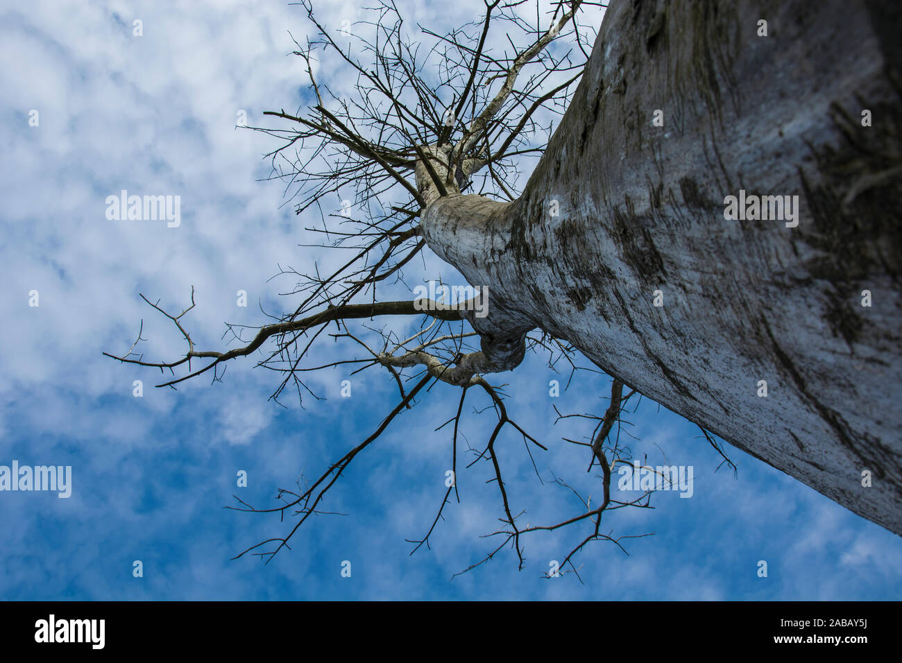 Thick tree trunk without leaves and clouds on the sky Stock Photo - Alamy
