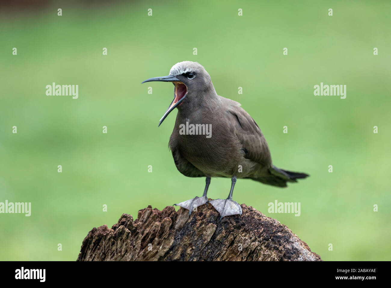 Brown Noddy; Anous stolidus; Calling; Seychelles Stock Photo - Alamy