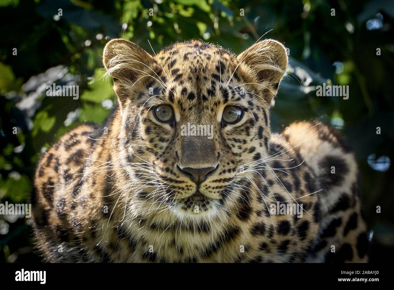 Amur Leopard Portrait Stock Photo - Alamy