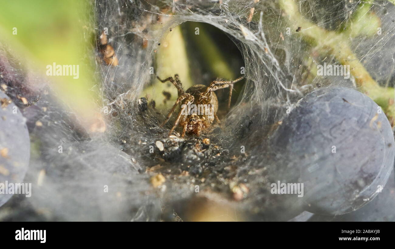 spider sitting in wait in funnel-shaped web Stock Photo - Alamy