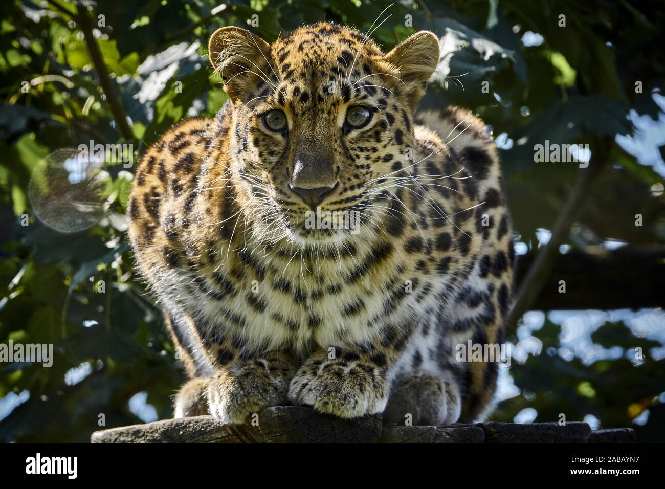 Amur leopard hi-res stock photography and images - Alamy