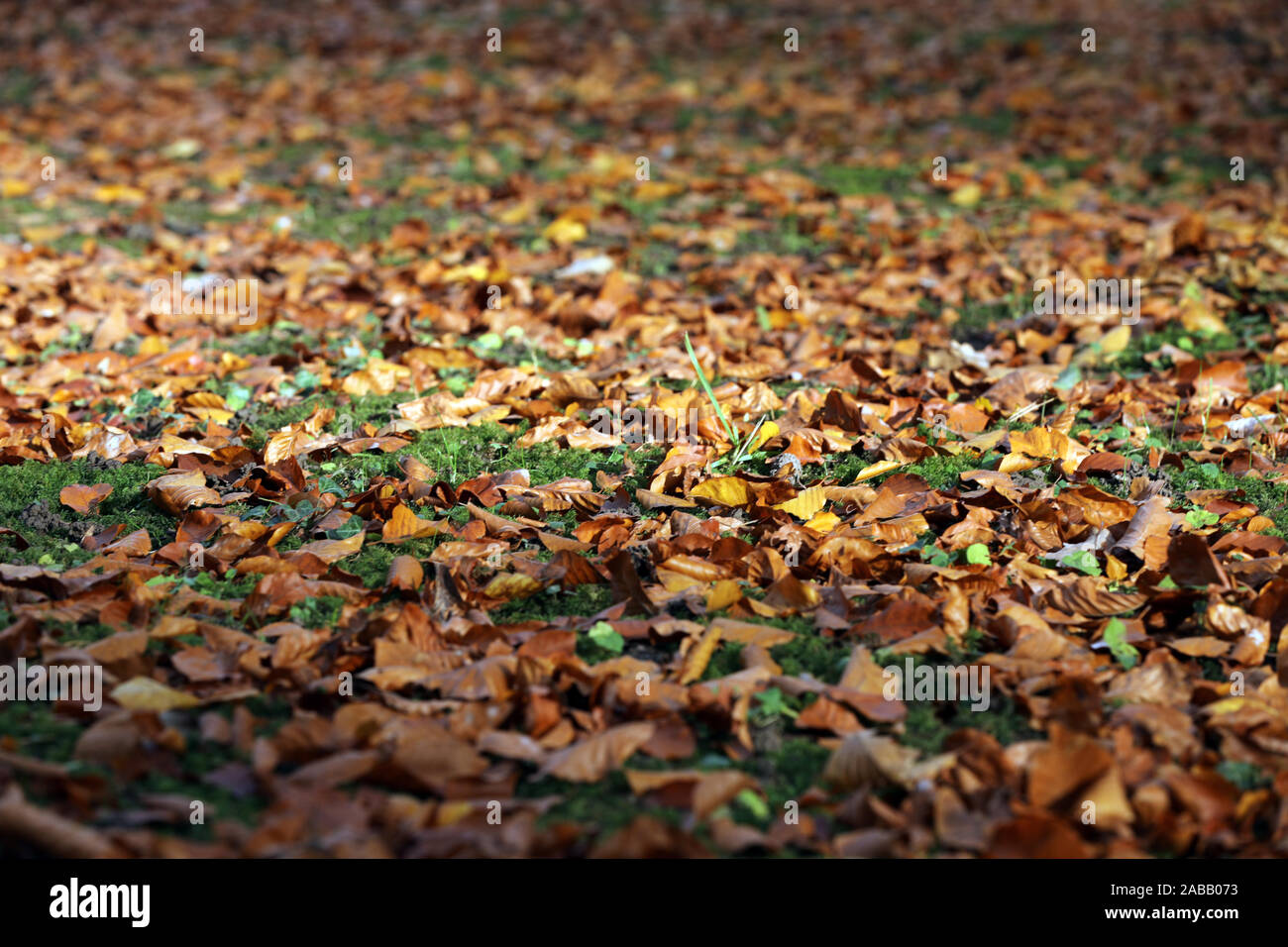 Autumn leaves on the floor Stock Photo - Alamy