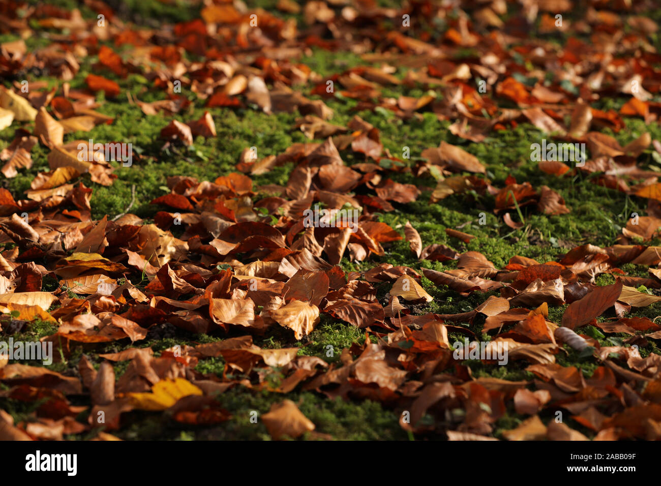 Autumn leaves on the floor Stock Photo - Alamy