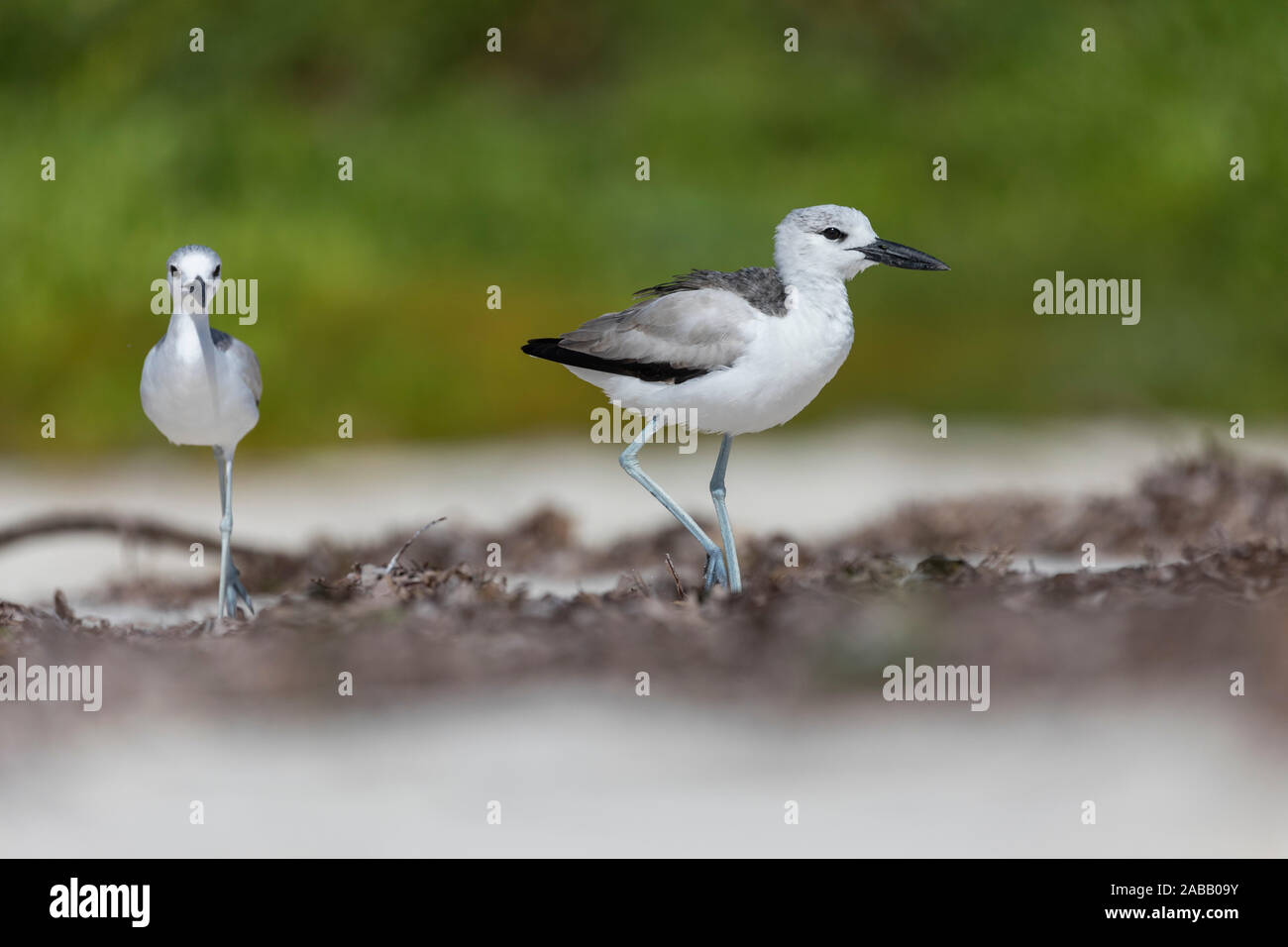 Crab plover hi-res stock photography and images - Alamy