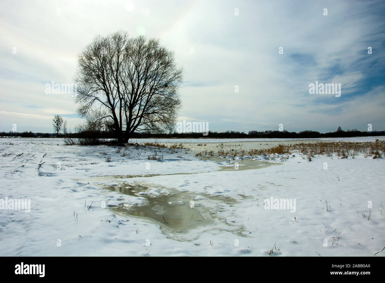 Big large tree hi-res stock photography and images - Alamy