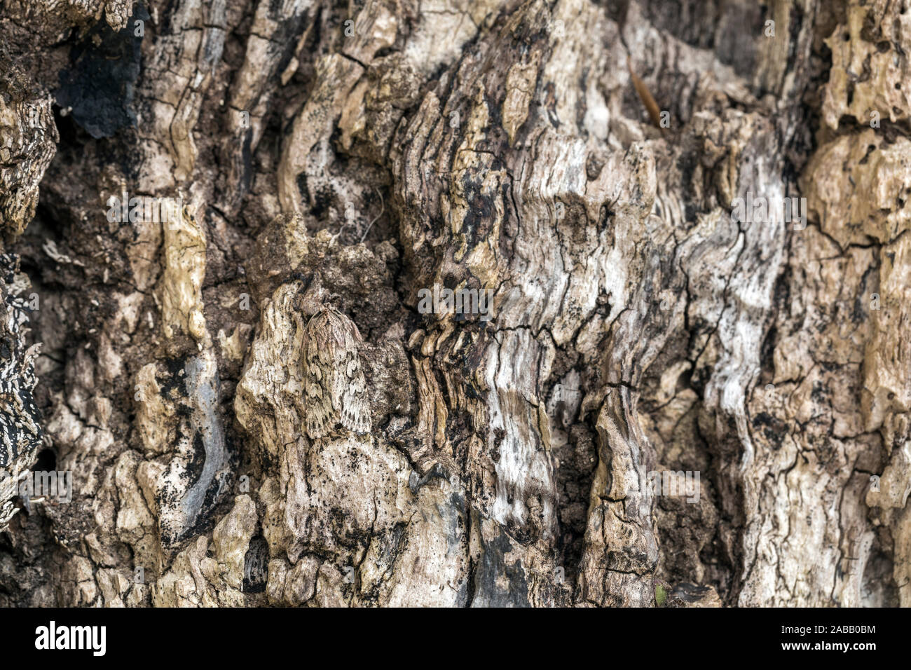 Early Grey Moth; Xylocampa areola; on Wood; Cornwall; UK Stock Photo ...
