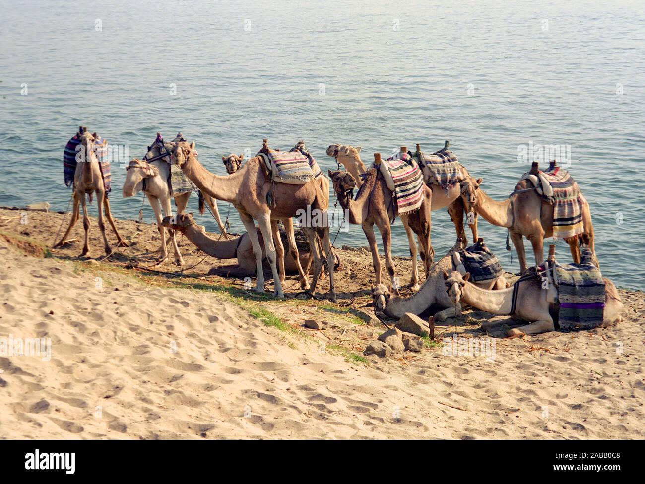 Nile river egypt animals hi-res stock photography and images - Alamy