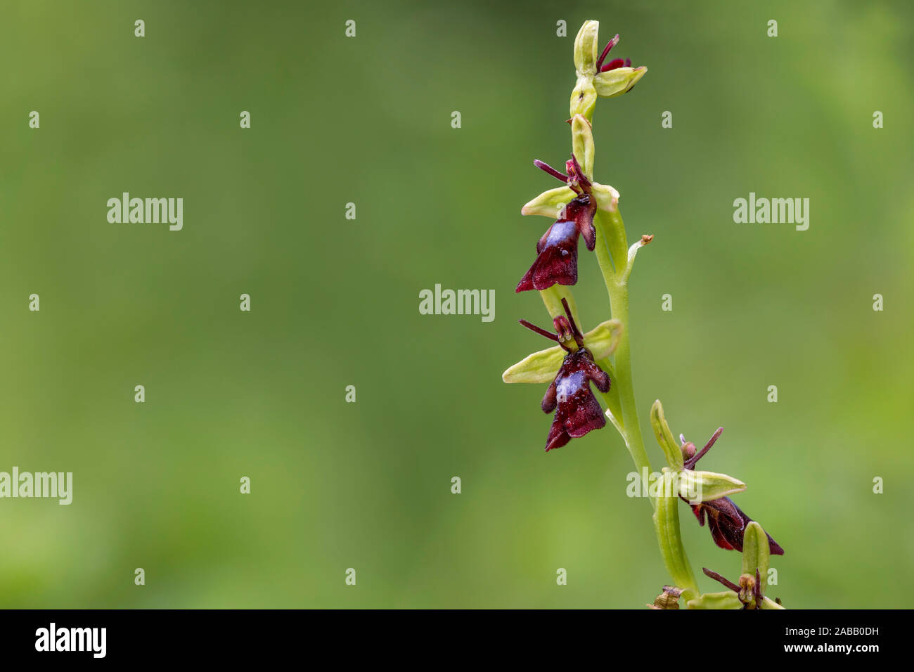 Fly Orchid; Ophrys insectifera; Flower; UK Stock Photo - Alamy