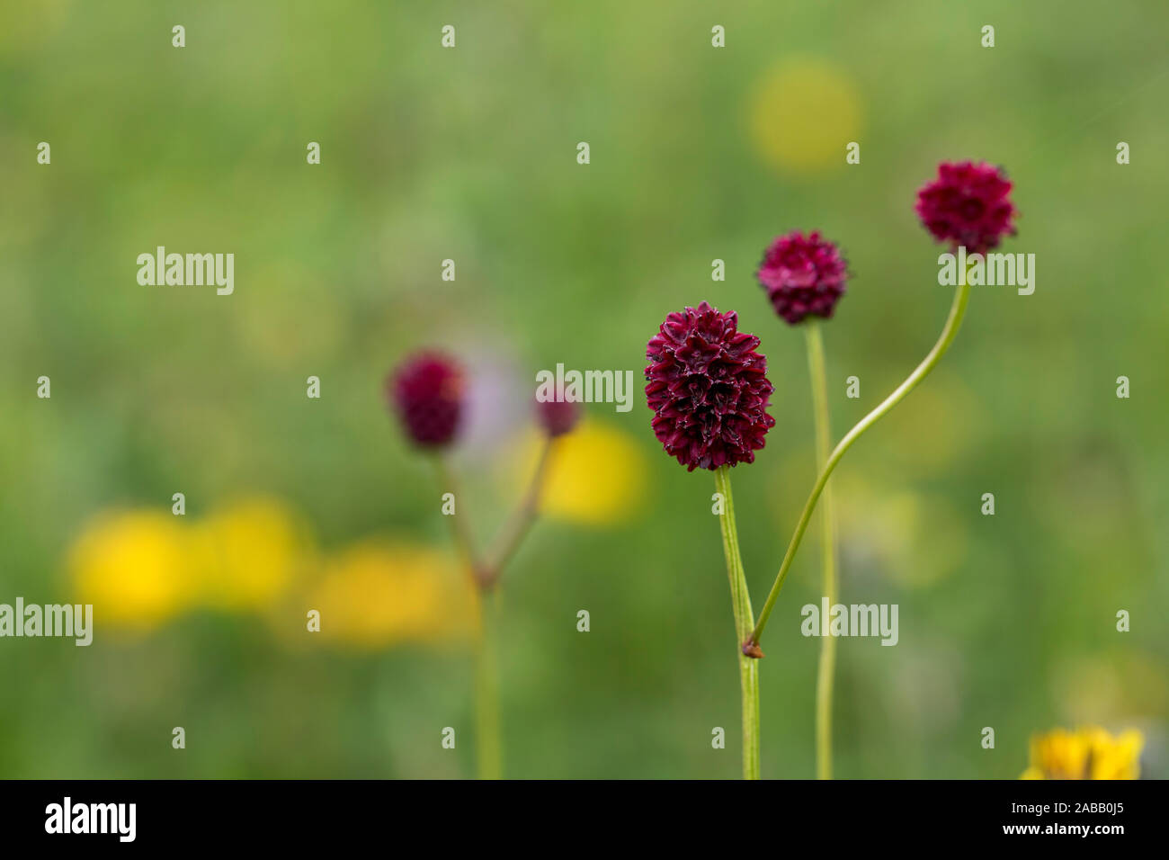 Burnet flower hi-res stock photography and images - Alamy