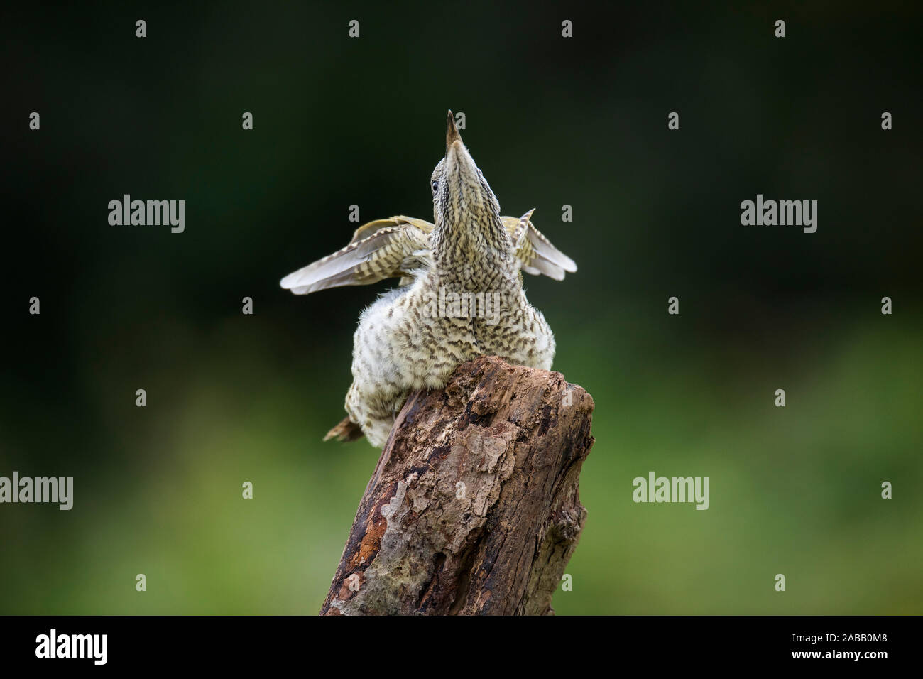 Female preening hi-res stock photography and images - Alamy