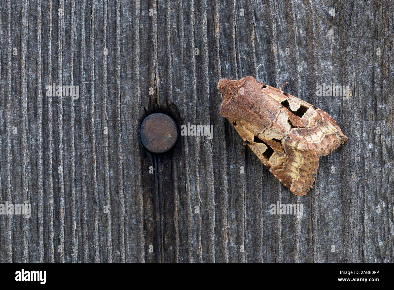 Hebrew Character Moth; Orthosia gothica; Cornwall; UK Stock Photo - Alamy