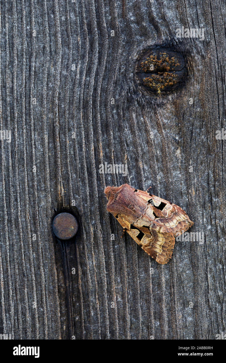 Hebrew Character Moth; Orthosia gothica; Cornwall; UK Stock Photo - Alamy