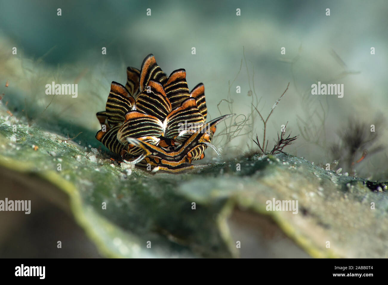 Nudibranch Cyerce nigra. Underwater macro photography from Romblon ...
