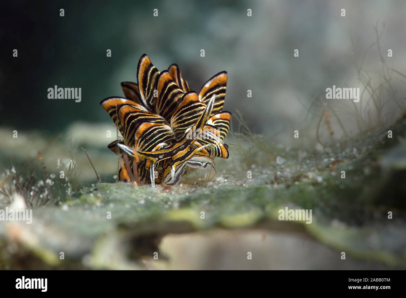 Nudibranch Cyerce nigra. Underwater macro photography from Romblon ...