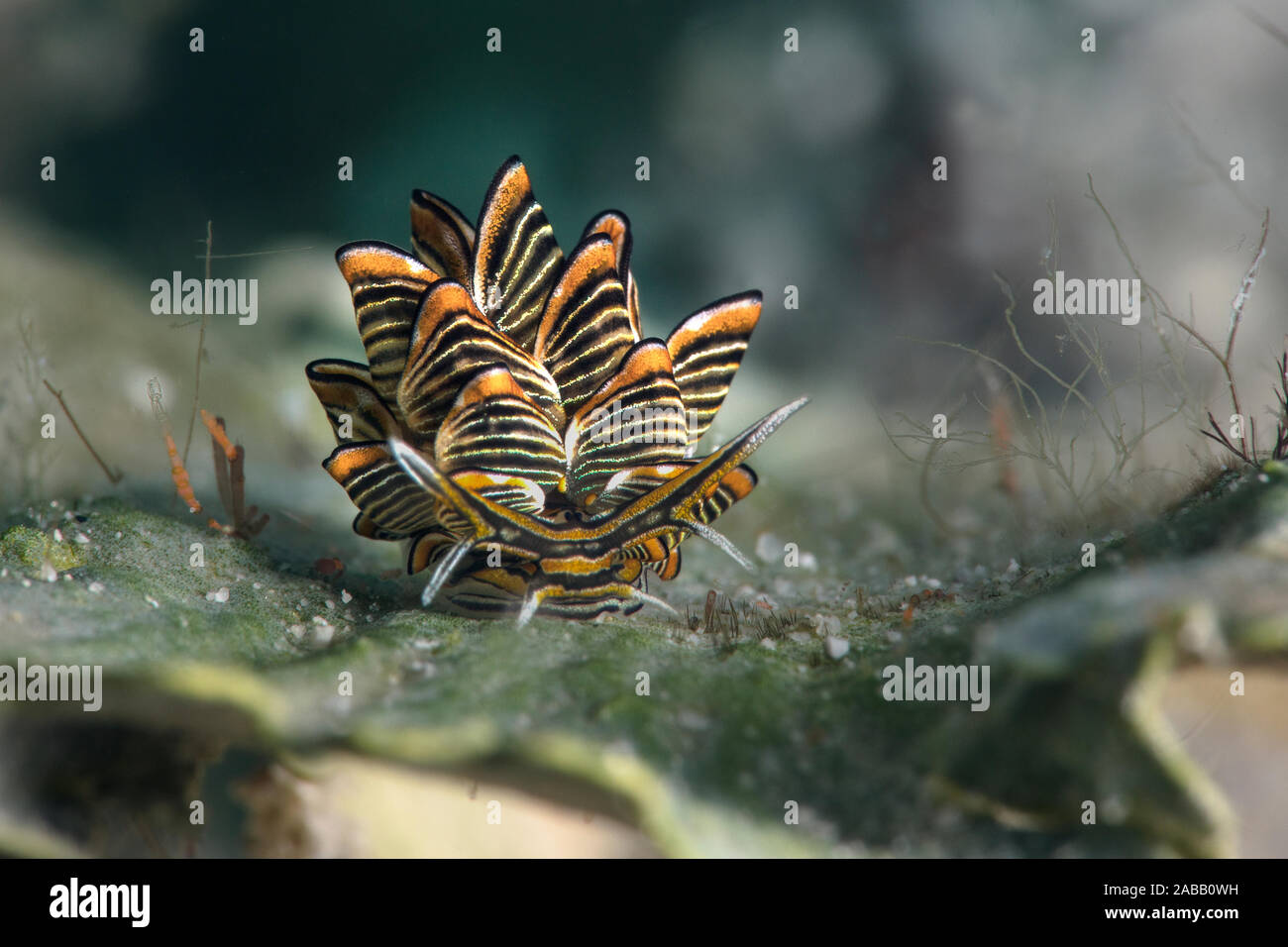 Nudibranch Cyerce nigra. Underwater macro photography from Romblon ...