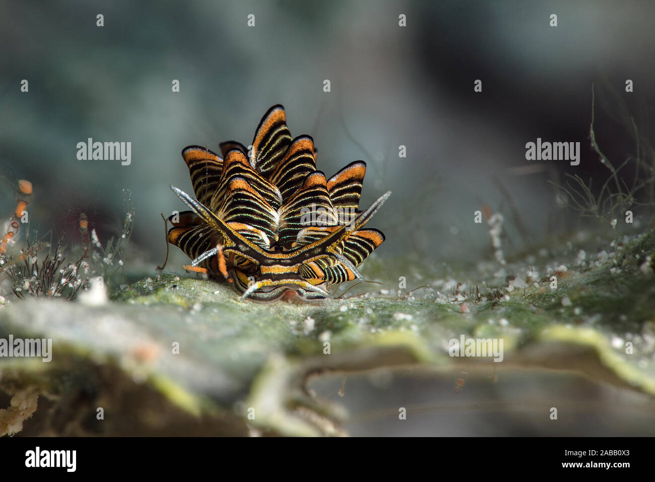 Nudibranch Cyerce nigra. Underwater macro photography from Romblon ...