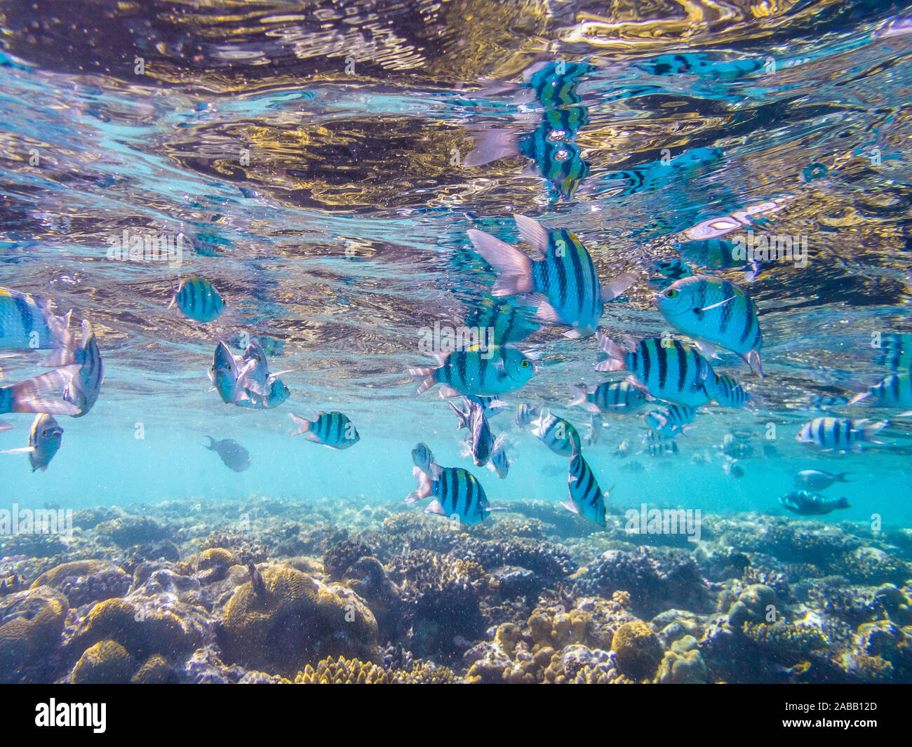 Clear underwater with tropical colour fish and coral reef Stock Photo ...