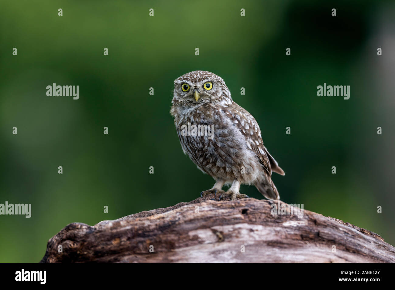 Eyes hi-res stock photography and images - Alamy