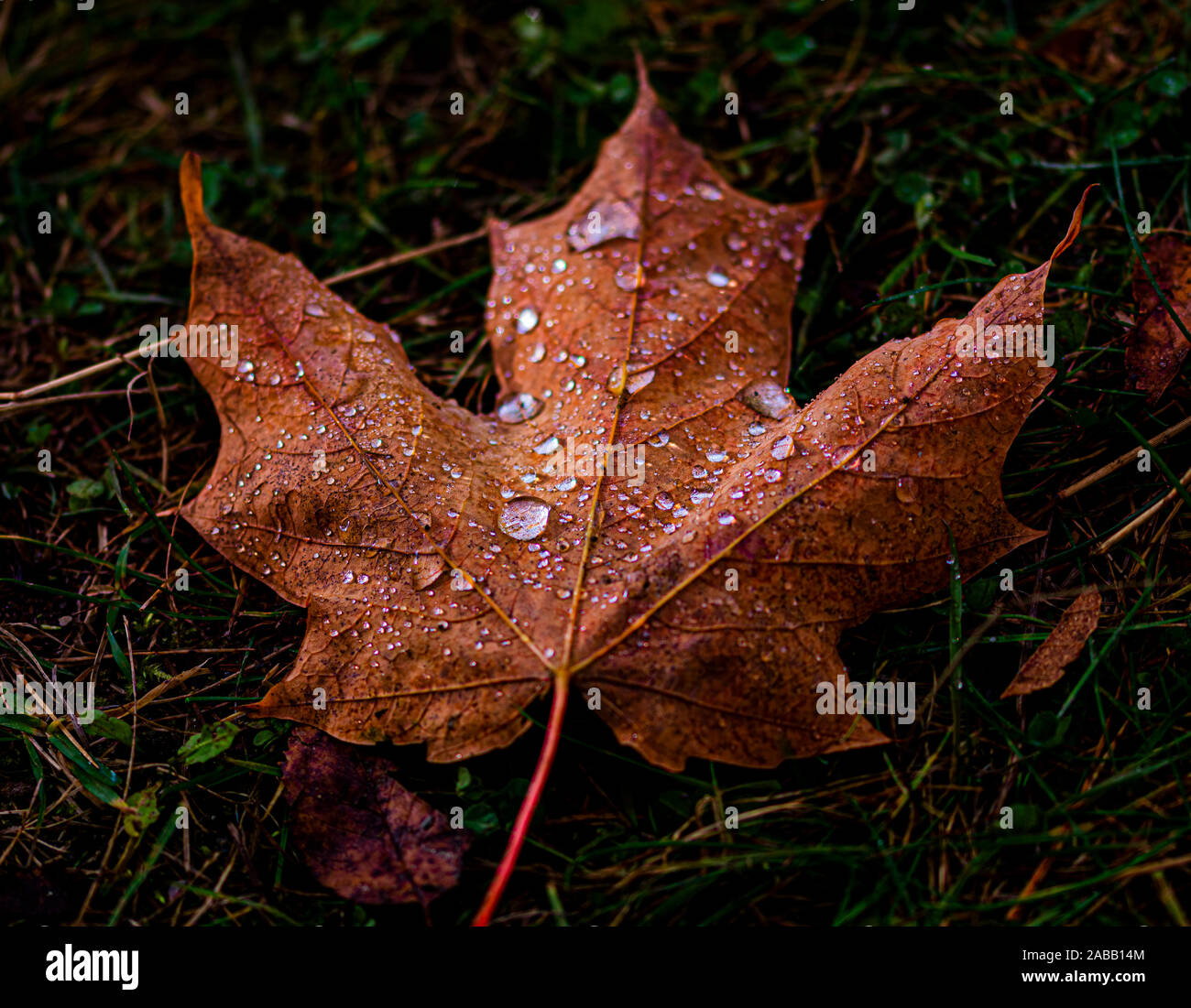 the autumn leaf Stock Photo - Alamy