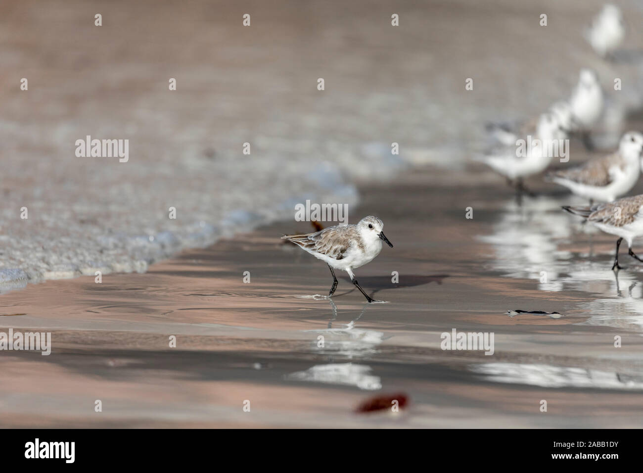 Sanderling; Calidris alba; UK Stock Photo - Alamy