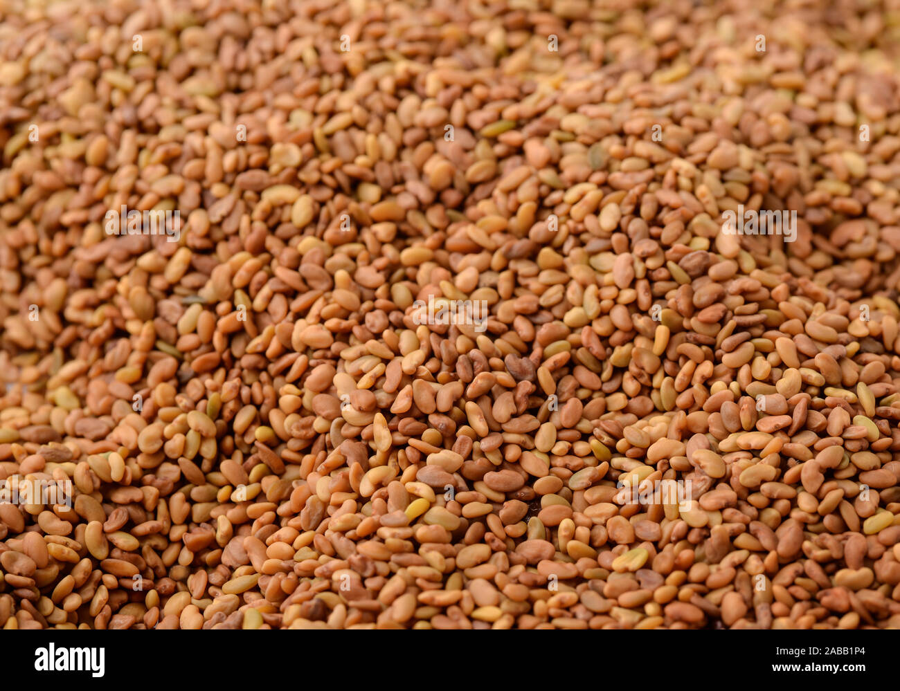 Close up of dried organic alfalfa seeds texture Stock Photo - Alamy