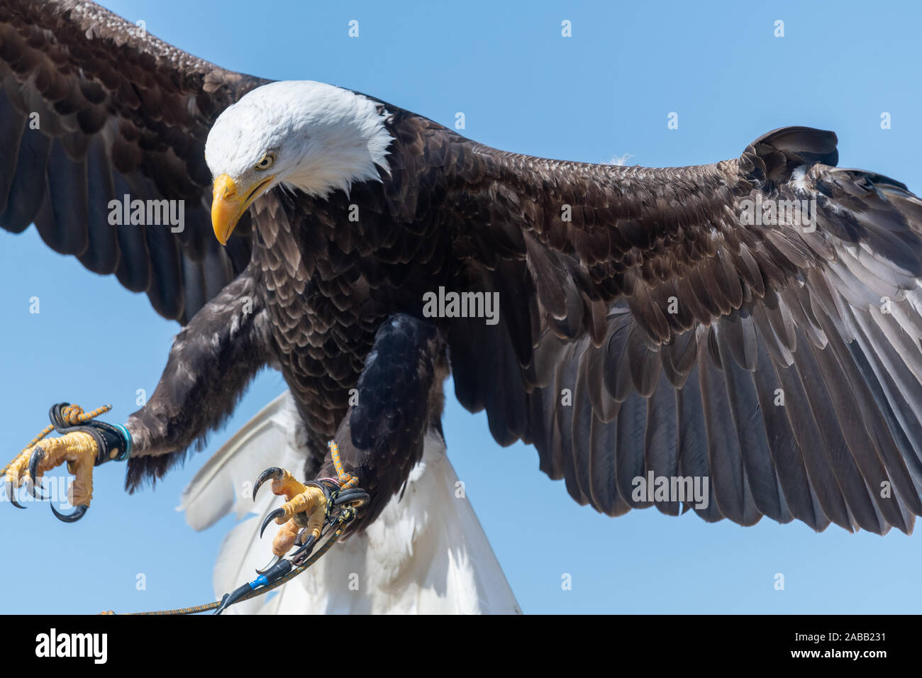 Vald eagle hi-res stock photography and images - Alamy