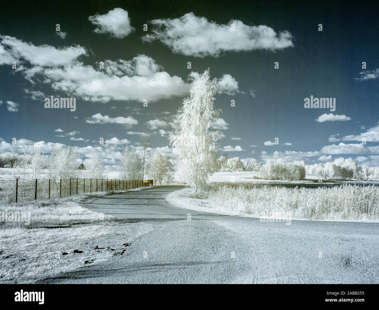 surreal false color infra red summer landscape of lake and trees Stock ...