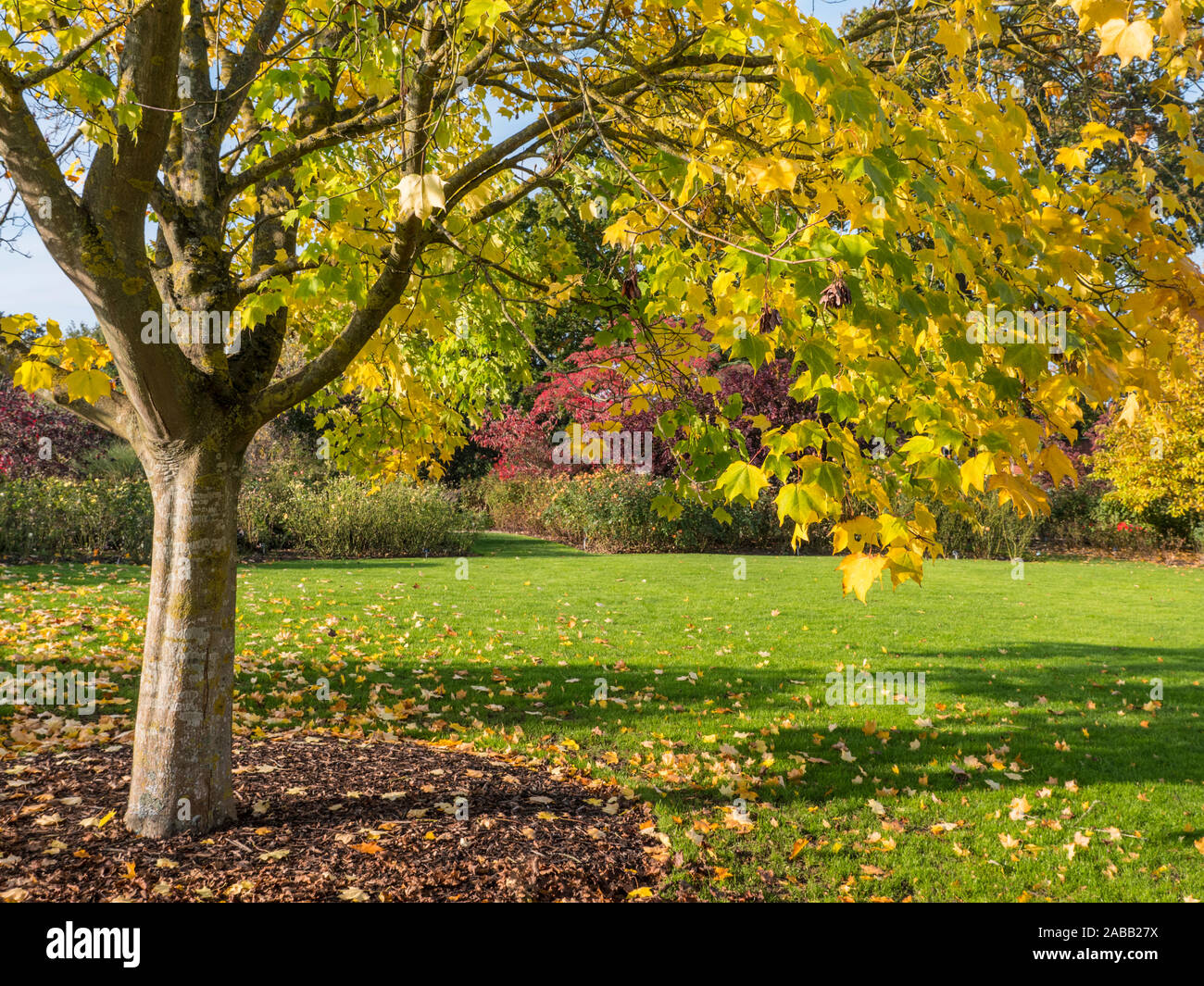 Acer cappadocicum 'Aureum' tree in perfect autumn colour with Acer ...