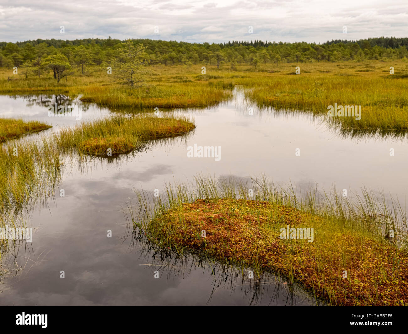 bog landscape with small bog pines, grass, moss and dark bog lake Stock ...