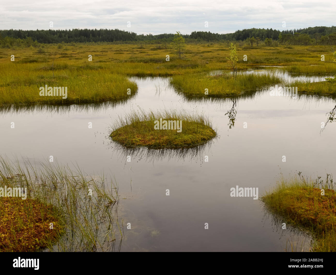 bog landscape with small bog pines, grass, moss and dark bog lake Stock ...