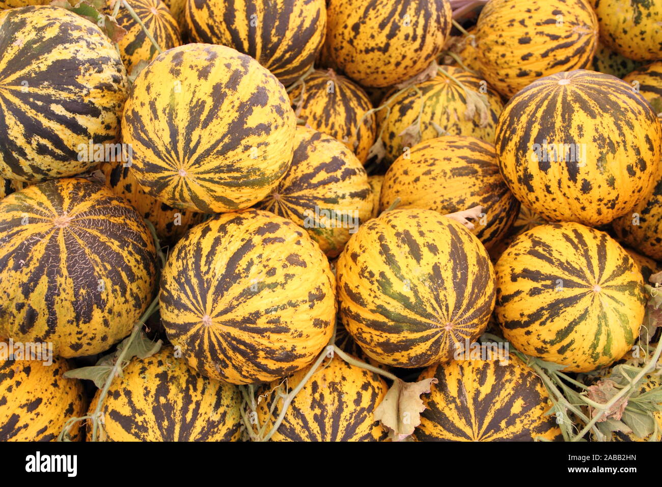 Mature melons hi-res stock photography and images - Alamy