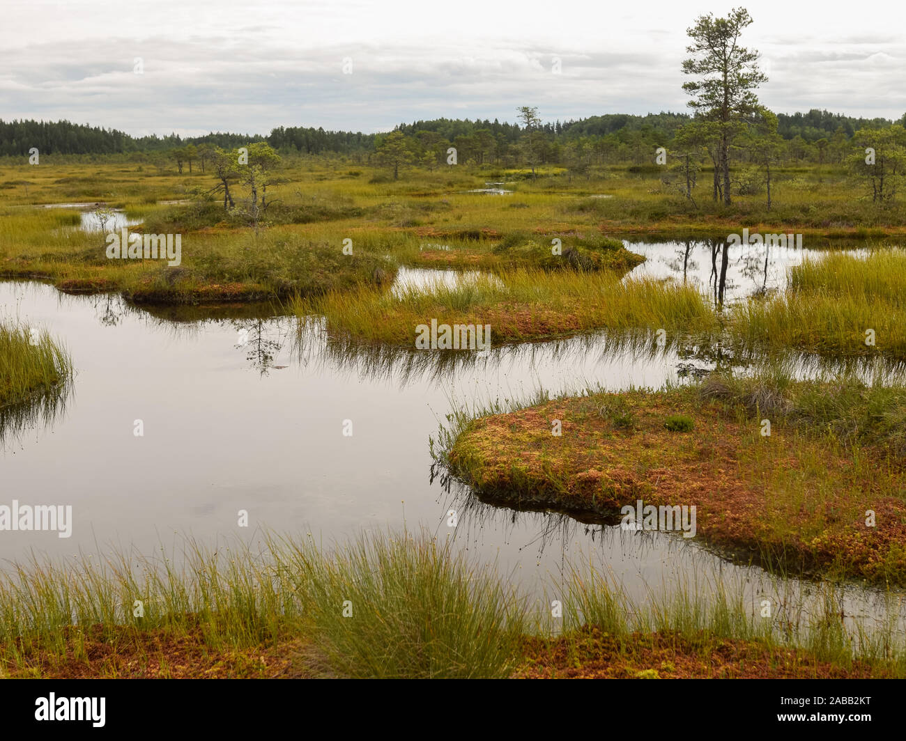 bog landscape with small bog pines, grass, moss and dark bog lake Stock ...