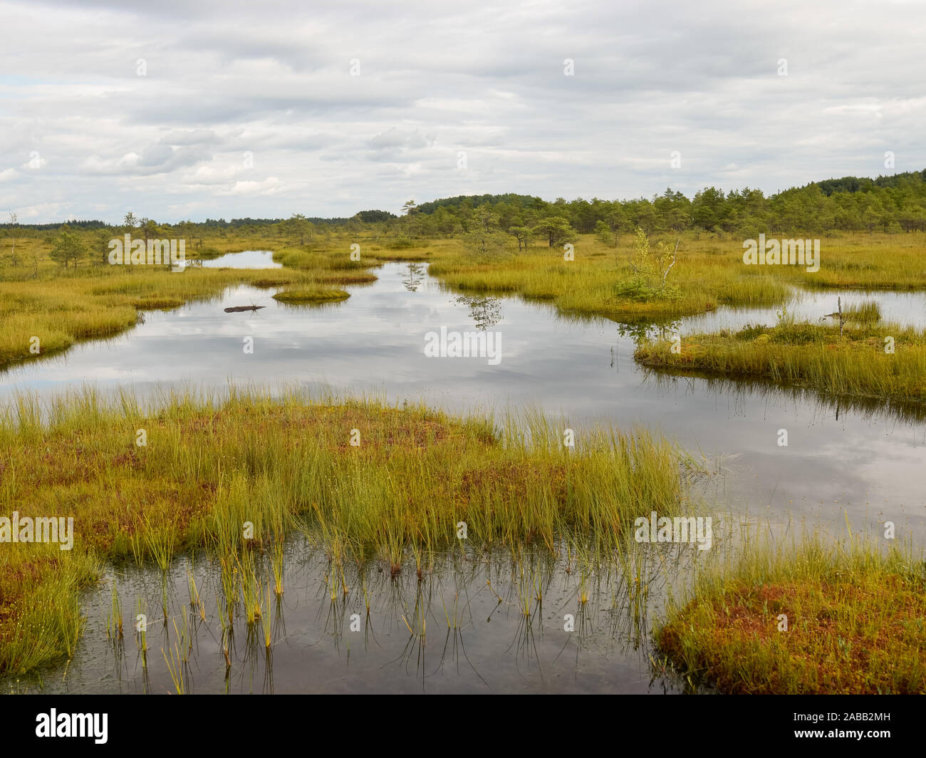 bog landscape with small bog pines, grass, moss and dark bog lake Stock ...