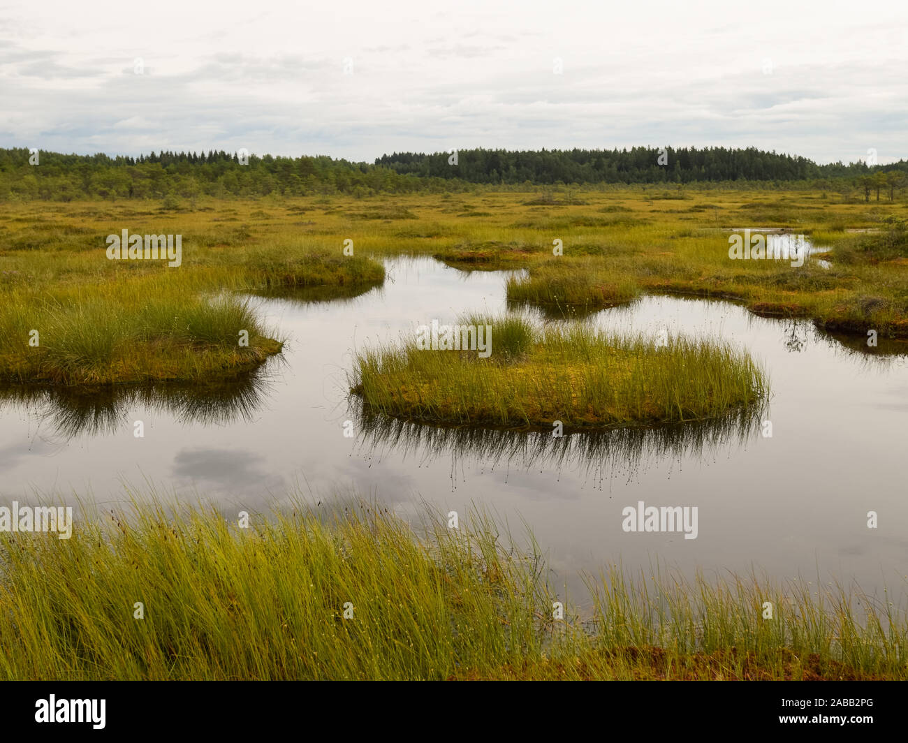 bog landscape with small bog pines, grass, moss and dark bog lake Stock ...