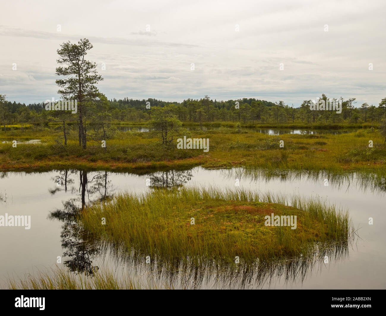 bog landscape with small bog pines, grass, moss and dark bog lake Stock ...