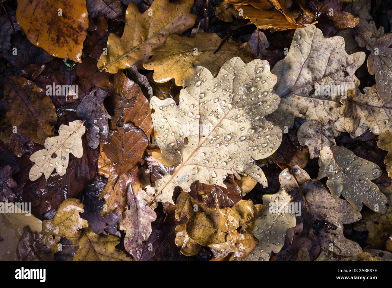 Moist colourful leaves of autumn in London, England Stock Photo - Alamy