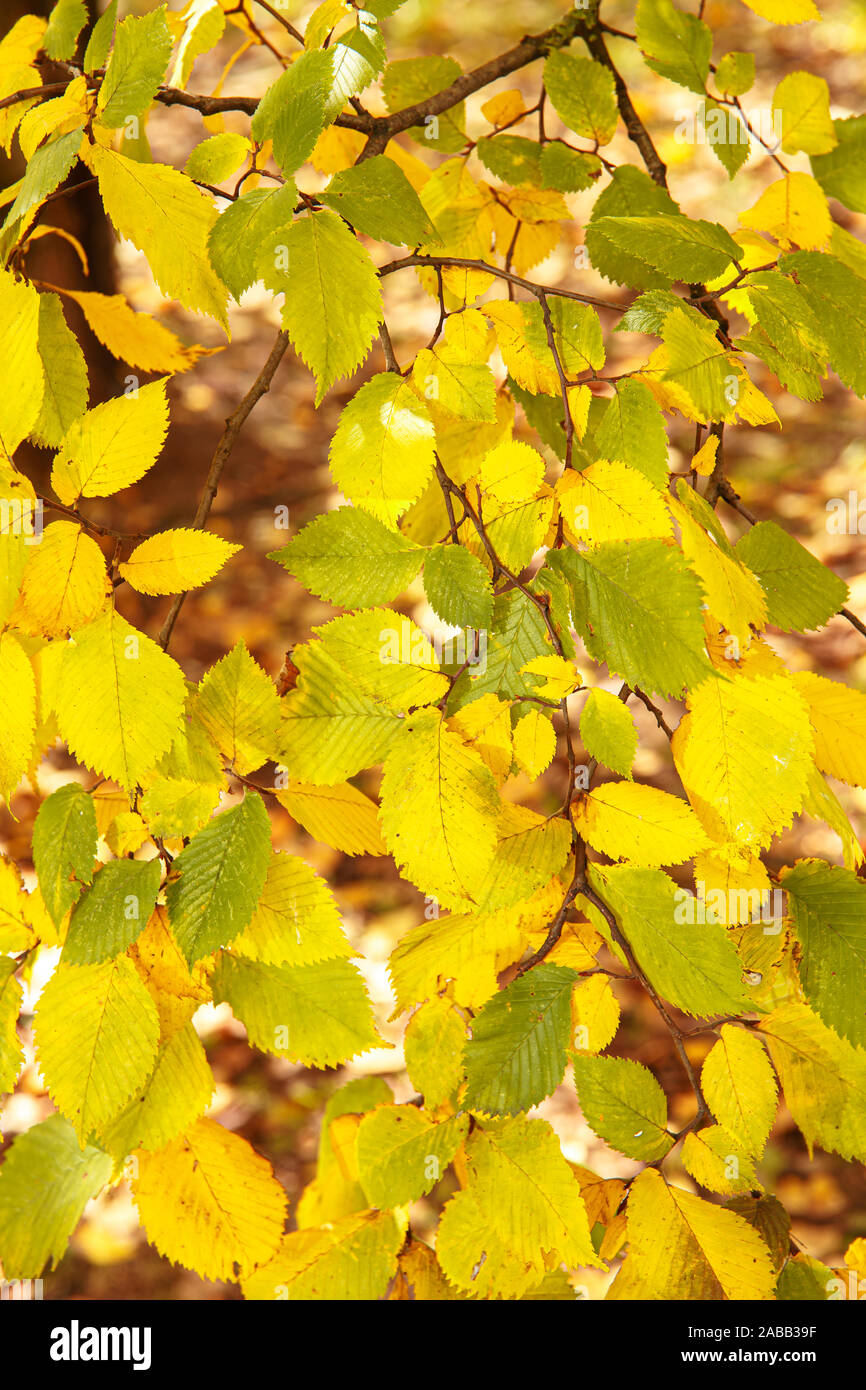 Yellow fall leaf hi-res stock photography and images - Alamy