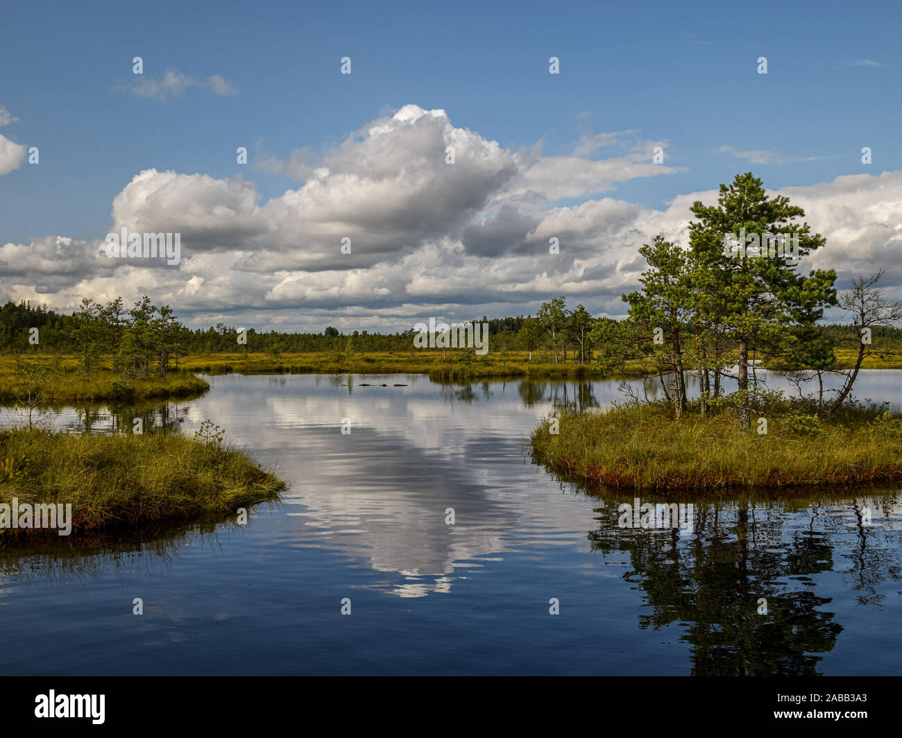 bog landscape with small bog pines, grass, moss and dark bog lake Stock ...