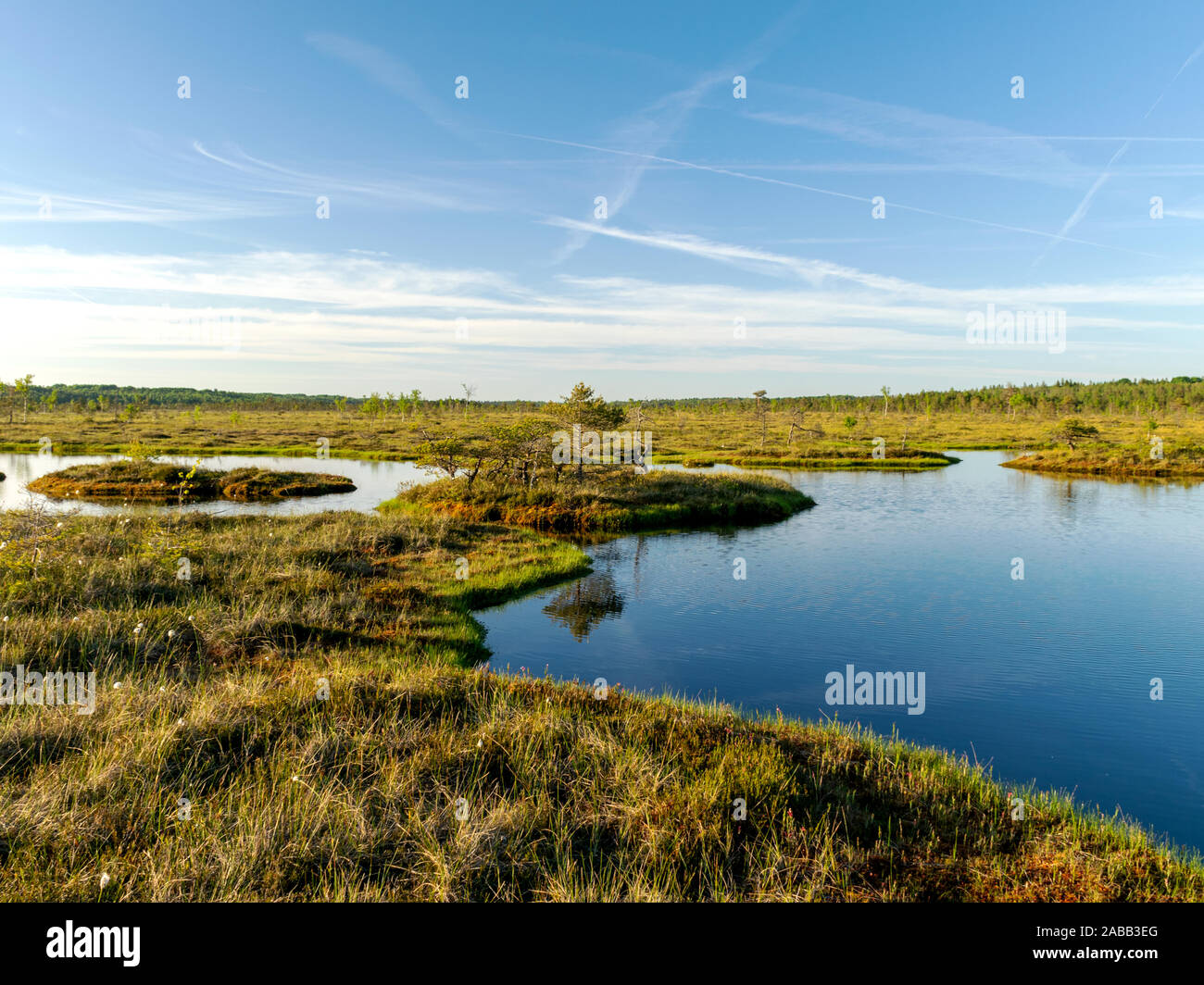bog landscape with small bog pines, grass, moss and dark bog lake Stock ...