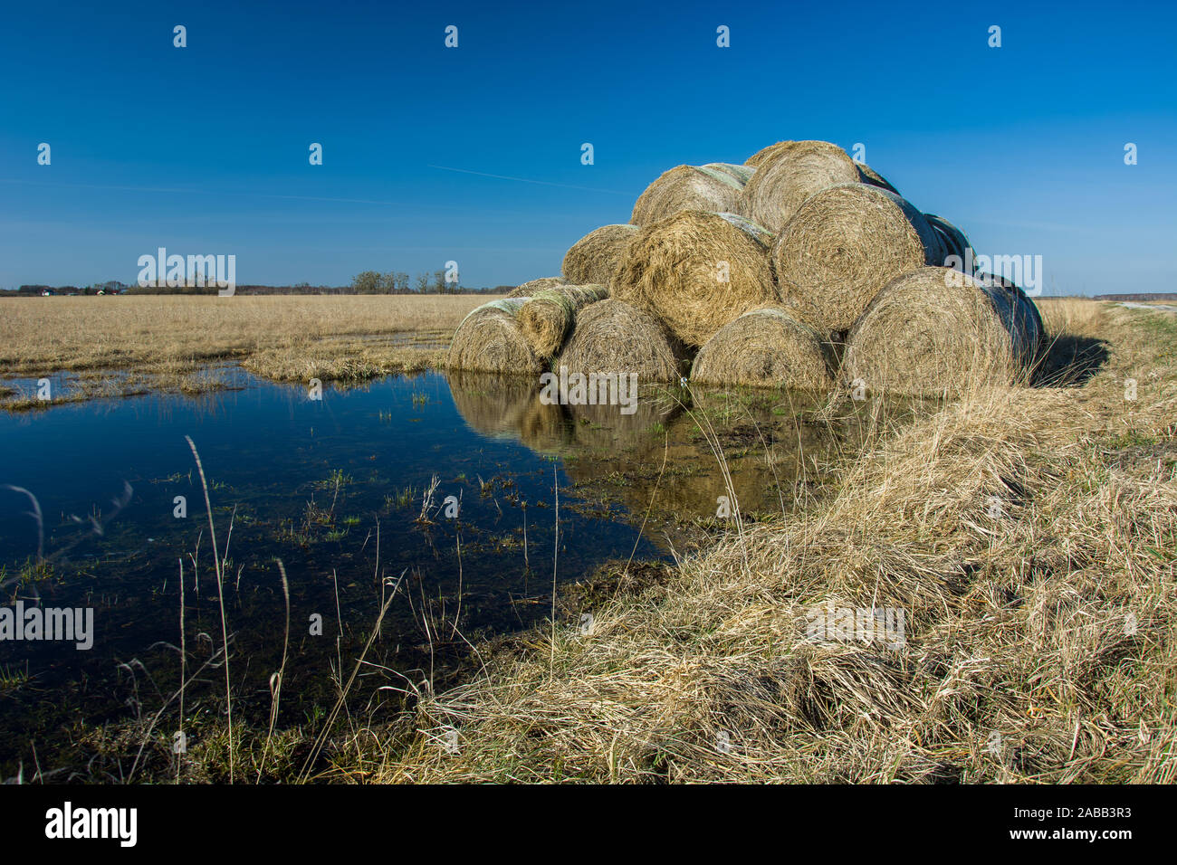 Circles of hay in the water after rain, horizon and blue sky Stock ...