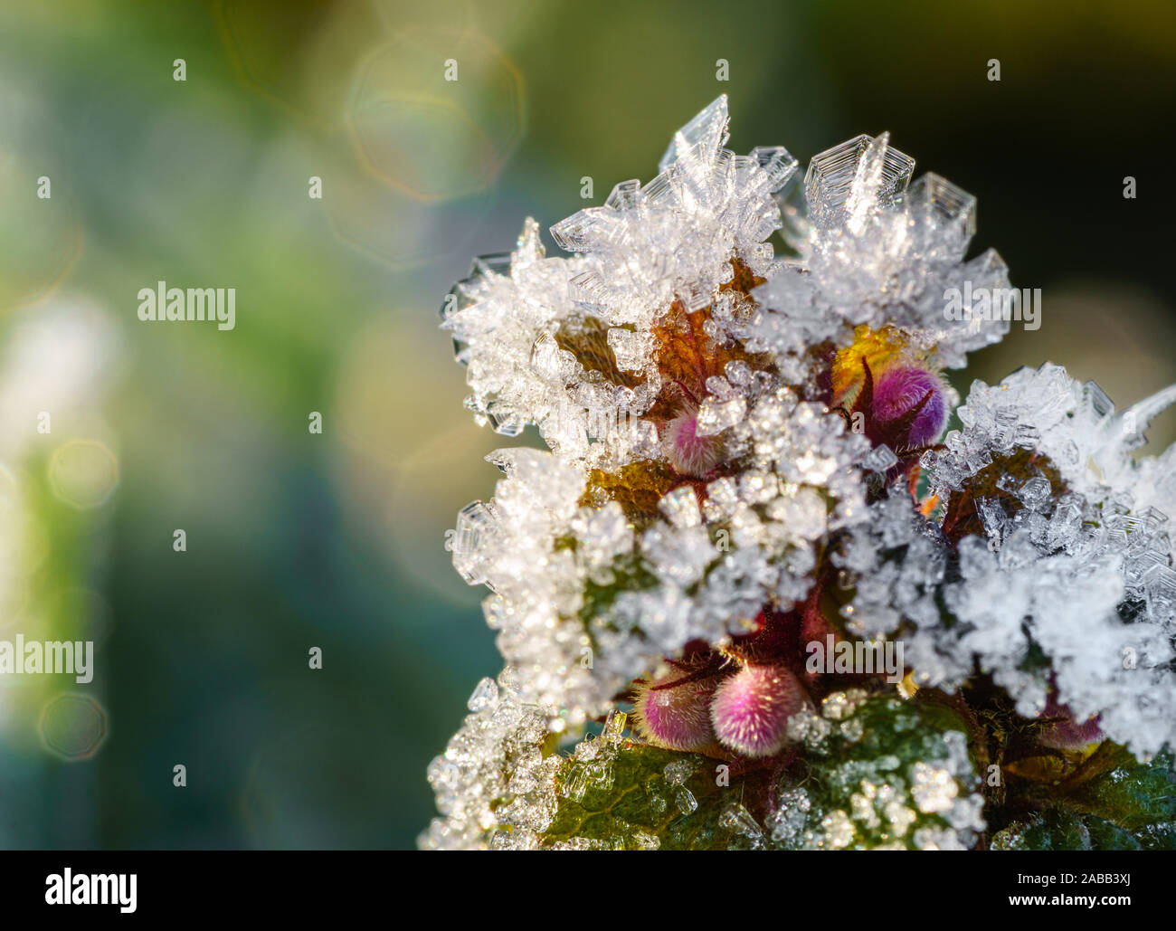 Structure of ice crystals covers a green and pink plant. Concept of ...