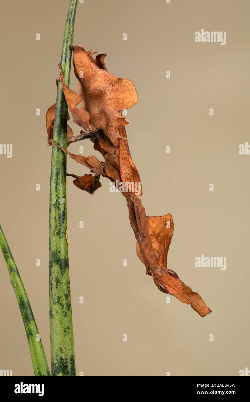 Ghost Mantis (Phyllocrania paradoxa) showing leaf like camouflage Stock ...